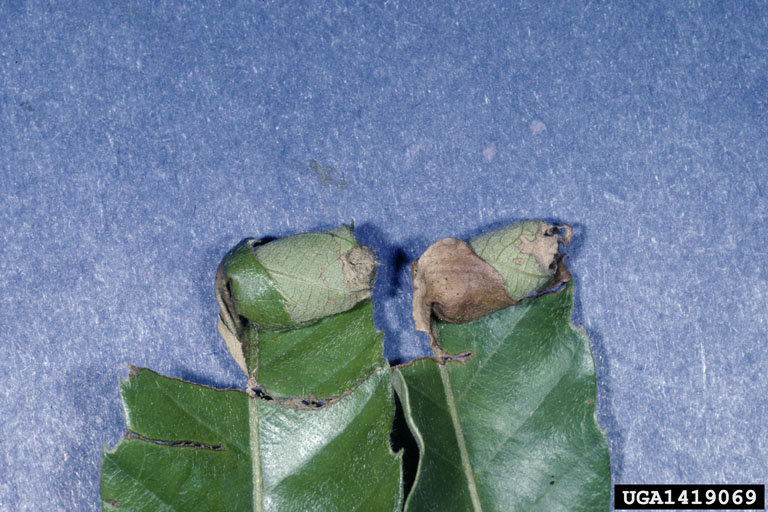 leaf-rolling weevil (Homoeolabus analis)