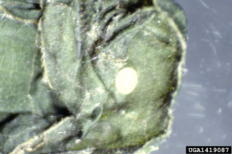 leaf-rolling weevil (Homoeolabus analis)