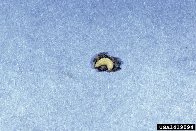 leaf-rolling weevil (Homoeolabus analis)