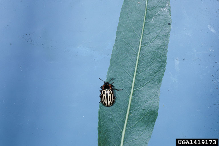 cottonwood leaf beetle (Chrysomela scripta Fabricius, 1801)