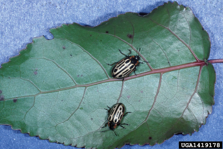 cottonwood leaf beetle (Chrysomela scripta)