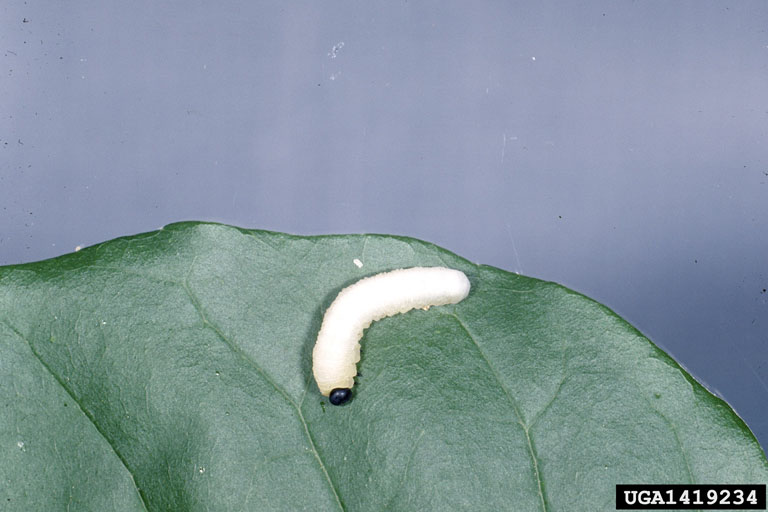 blackheaded ash sawfly (Tethida barda (Say))