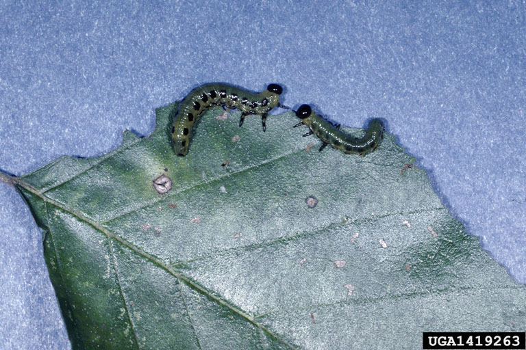 dusky birch sawfly (Croesus latitarsus)