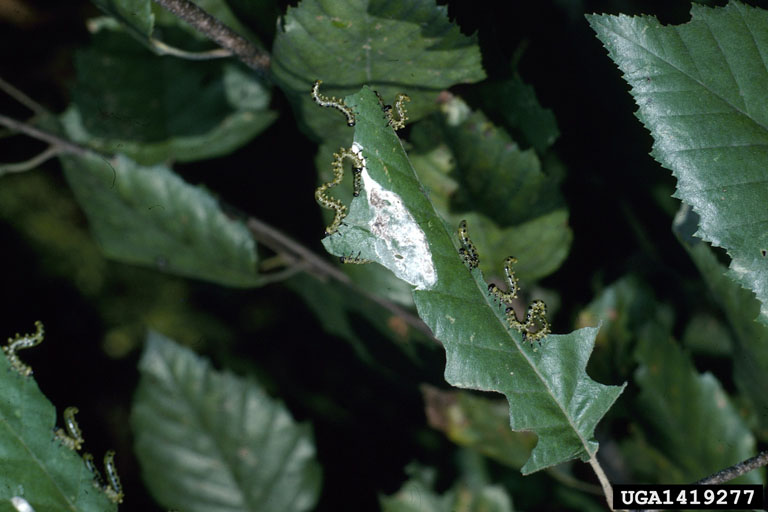 dusky birch sawfly (Croesus latitarsus ) on river birch (Betula nigra ...