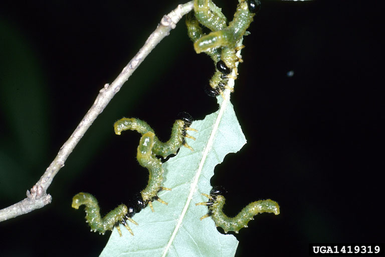 willow oak sawfly (Arge quidia Smith)