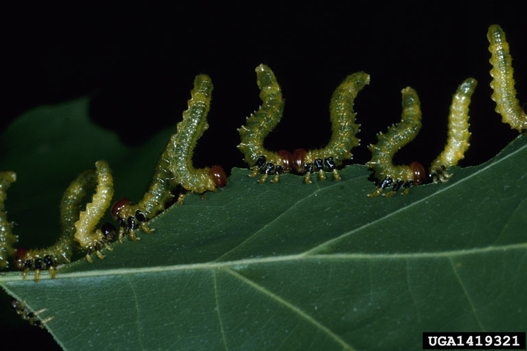 willow oak sawfly (Arge quidia Smith)