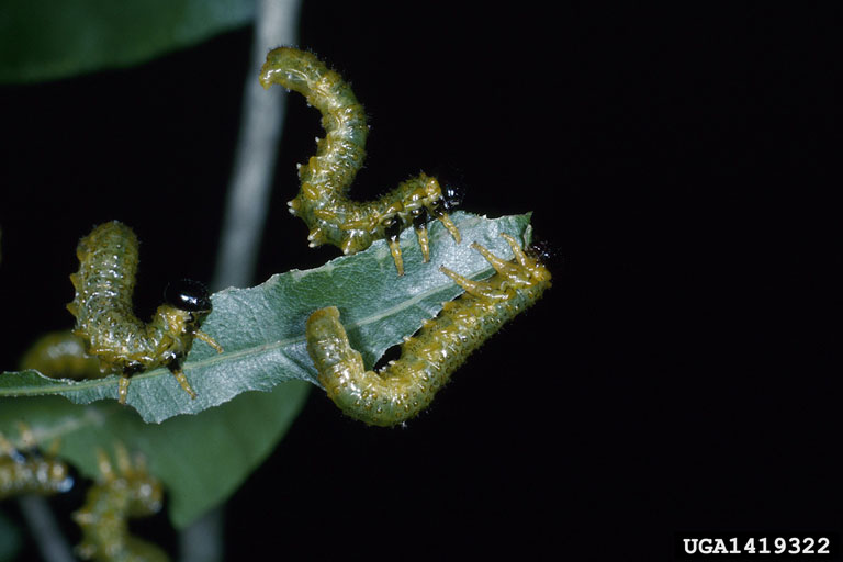 willow oak sawfly (Arge quidia Smith)
