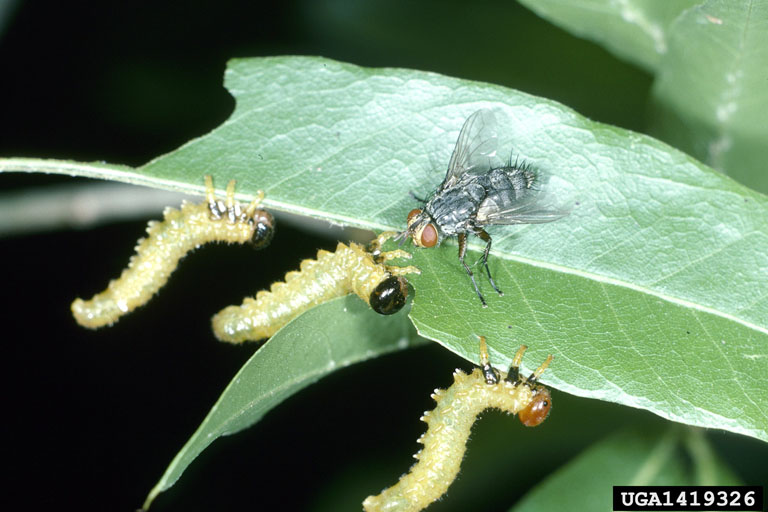 willow oak sawfly (Arge quidia Smith)