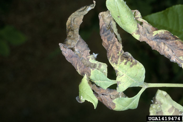 leafcurl ash aphid (Prociphilus fraxinifolii)