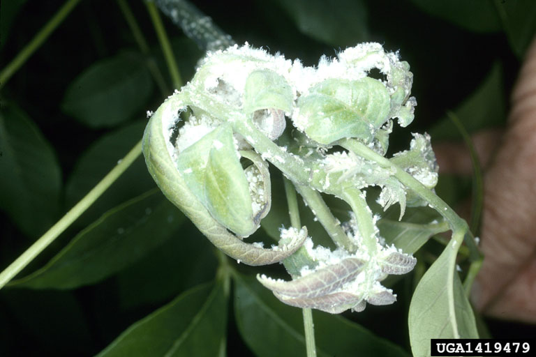 leafcurl ash aphid (Prociphilus fraxinifolii)