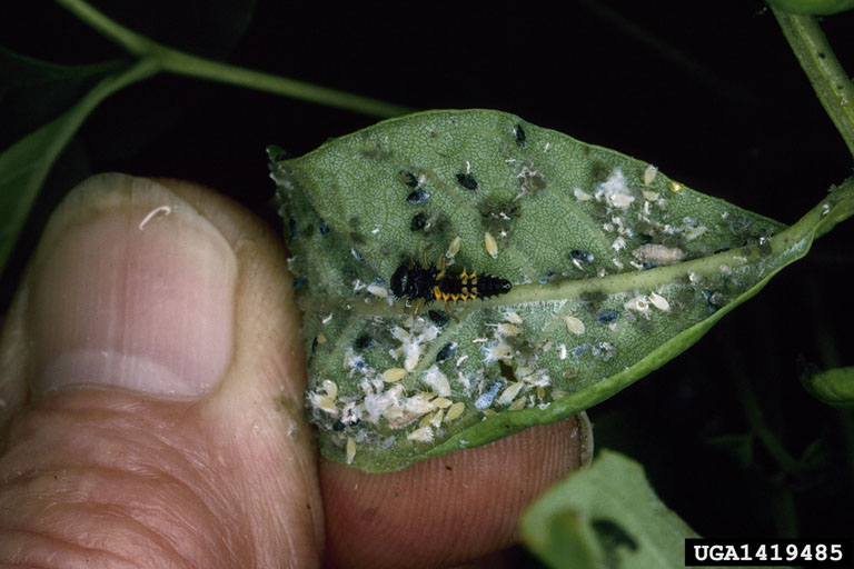leafcurl ash aphid (Prociphilus fraxinifolii)