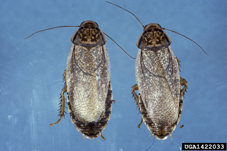 cinereous cockroach (Nauphoeta cinerea (Olivier))