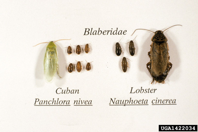 Blaberid cockroaches (Family Blaberidae)