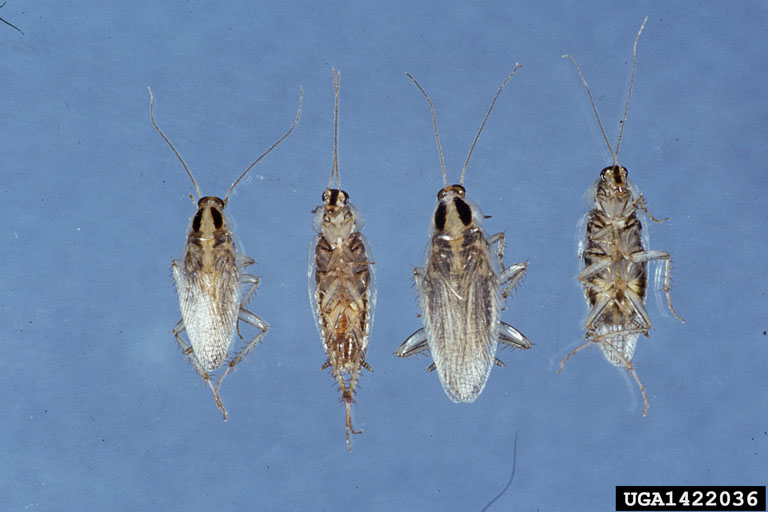 field cockroach (Blattella vaga Hebard, 1935)