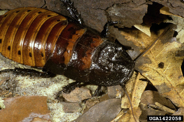 Madagascar hissing cockroach (Gromphadorhina portentosa (Schaum, 1853))