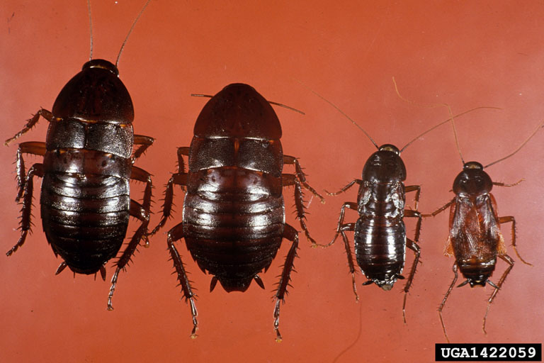 Blattid cockroaches (Family Blattidae)