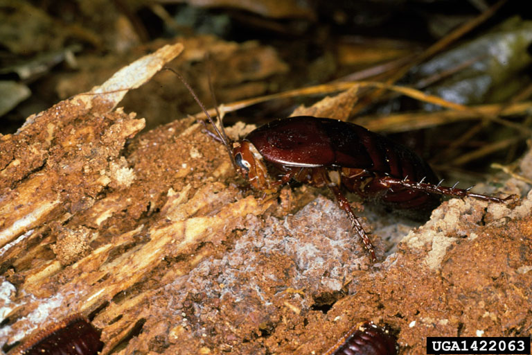 oriental cockroach (Blatta orientalis)