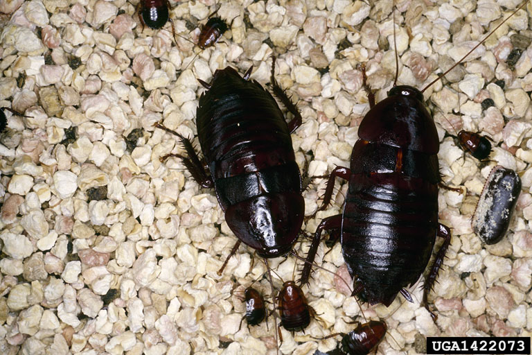 Florida woods cockroach (Eurycotis floridana (Walker))