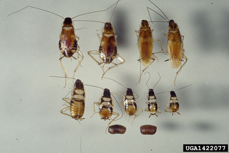 brownbanded cockroach (Supella longipalpa)