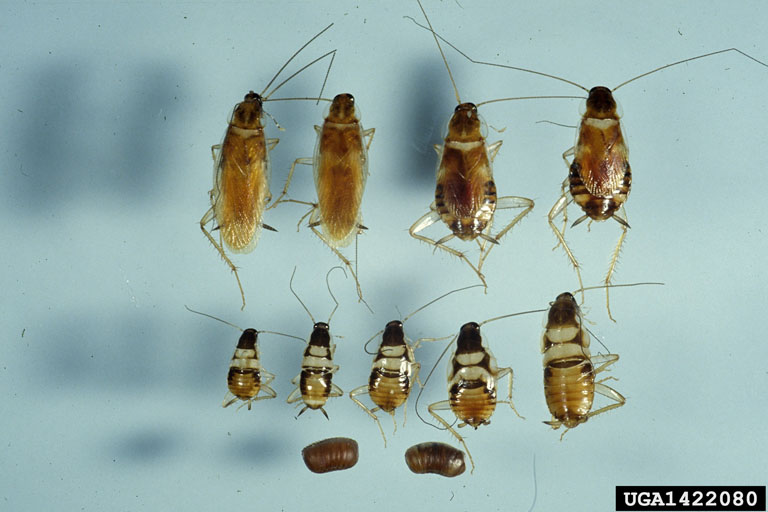 brownbanded cockroach (Supella longipalpa)