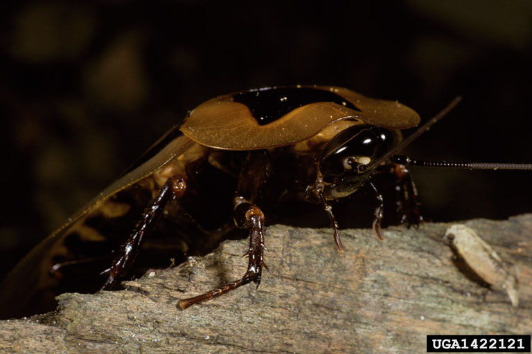 giant cave cockroach (Blaberus giganteus (Linnaeus, 1758))