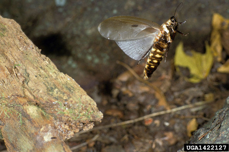 giant cave cockroach (Blaberus giganteus)