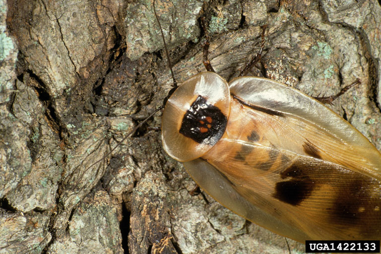 giant cave cockroach (Blaberus giganteus (Linnaeus, 1758))