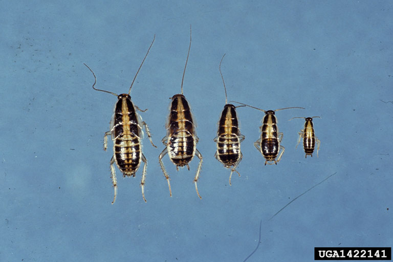 field cockroach (Blattella vaga Hebard, 1935)