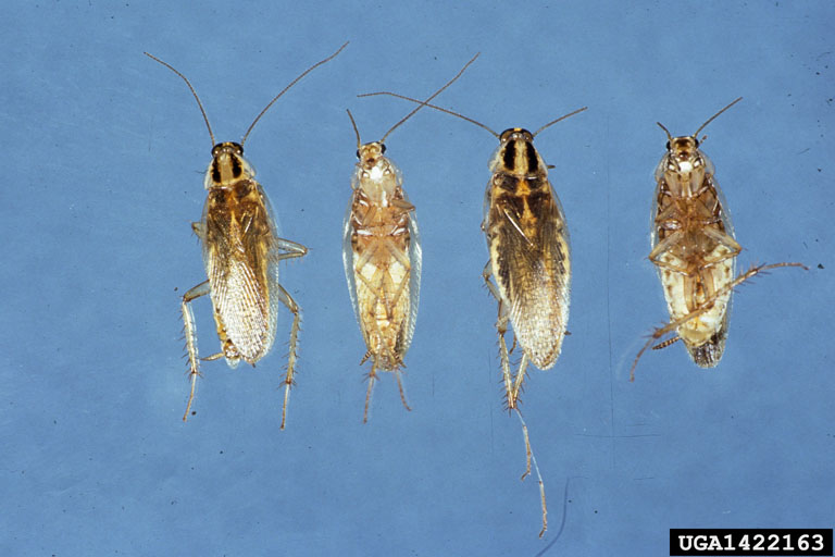 field cockroach, Blattella vaga (Blattodea: Blattellidae) - 1422163