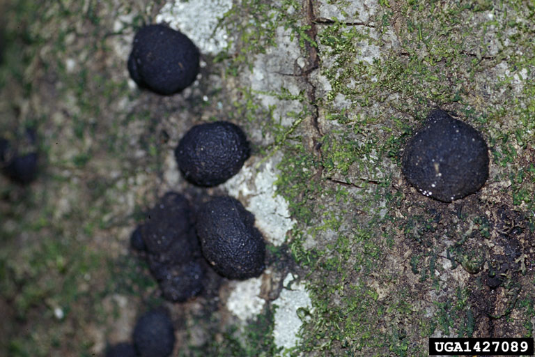 Hypoxylon canker (Annulohypoxylon thouarsianum var. thouarsianum (Lév ...