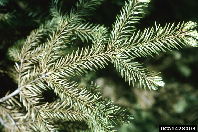 sacred fir (Abies religiosa (Kunth) Schltdl. & Cham.)