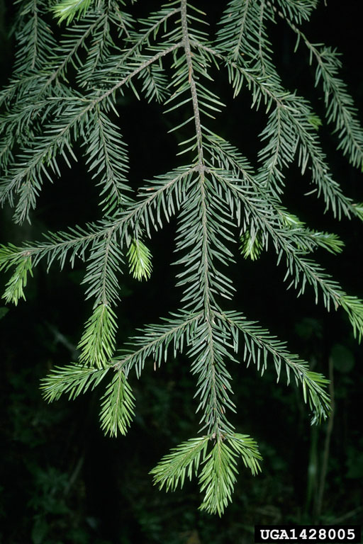 sacred fir (Abies religiosa (Kunth) Schltdl. & Cham.)