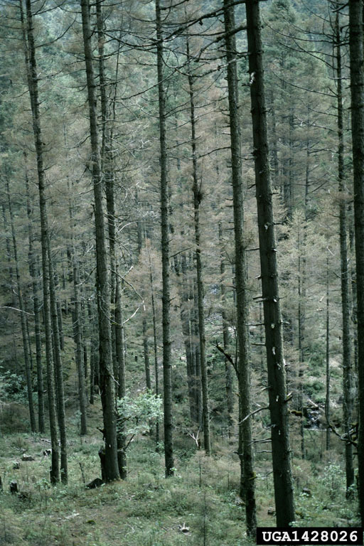 sacred fir looper (Evita hyalinaria hyalinaria (Grossbeck))