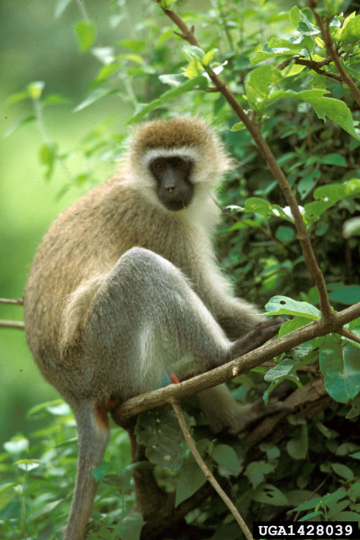 Chlorocebus aethiops (Green monkey) (Cercopithecus aethiops)