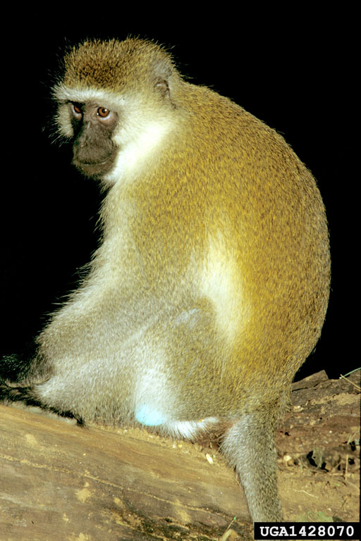 Chlorocebus aethiops (Green monkey) (Cercopithecus aethiops)