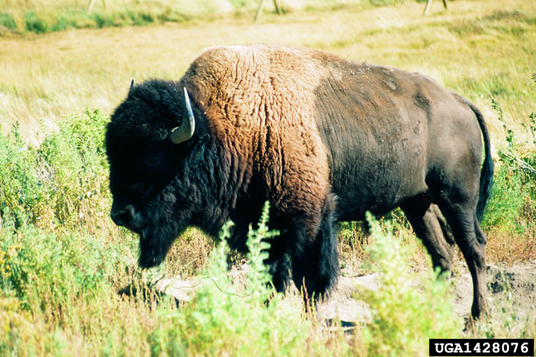 American bison (Bison bison Linnaeus)