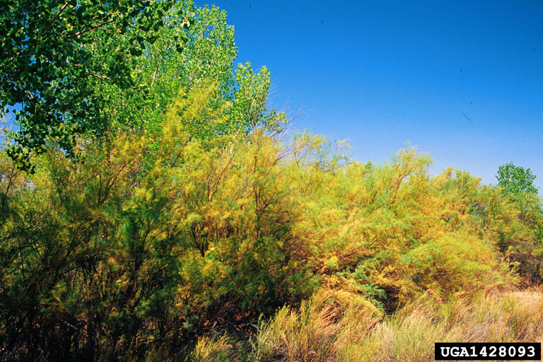 tamarisk (Genus Tamarix L.)
