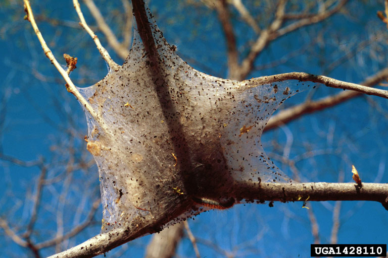 southwestern tent caterpillar (Malacosoma incurvum (H. Edwards))