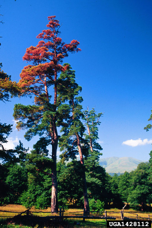 engraver beetle, Ips acuminatus (Coleoptera: Curculionidae) - 1428112