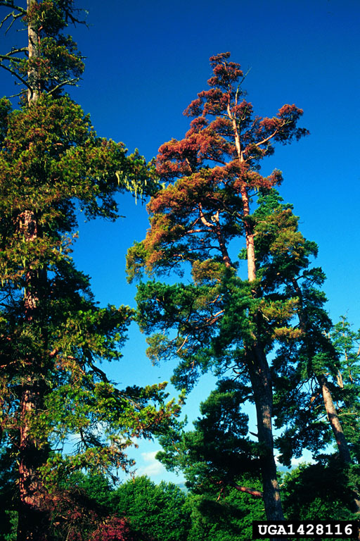 engraver beetle (Ips acuminatus)