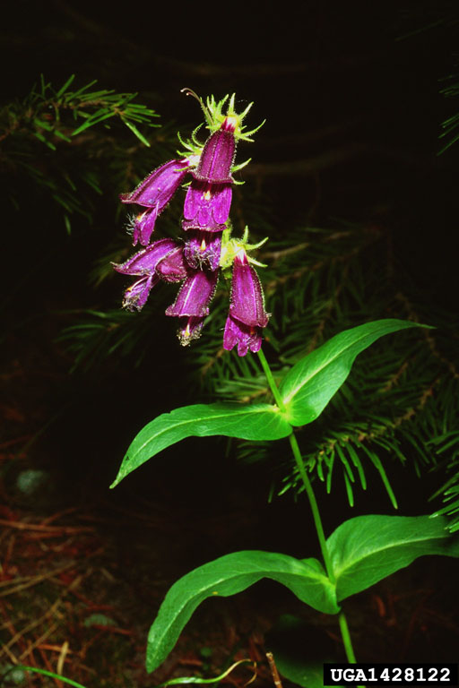 Whipple's penstemon (Penstemon whippleanus Gray)