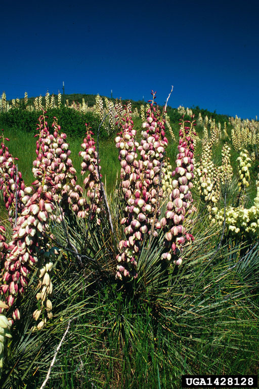 Great Plains yucca (Yucca glauca Nutt.)