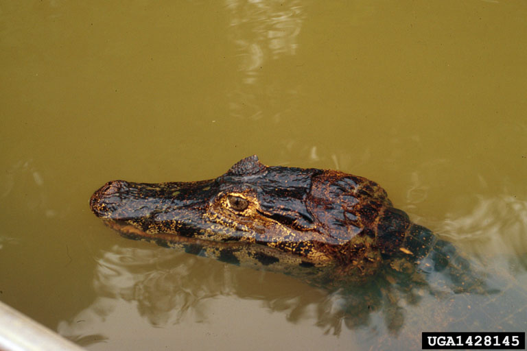 caiman (Genus Caiman Spix, 1825)