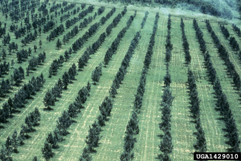 seed orchard/seed production areas