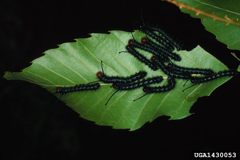 spiny oakworm moth (Anisota stigma (Fabricius, 1775))