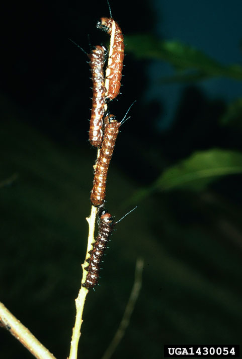 spiny oakworm moth (Anisota stigma (Fabricius, 1775))