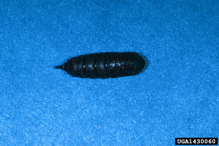 orangestriped oakworm (Anisota senatoria (J. E. Smith, 1797))