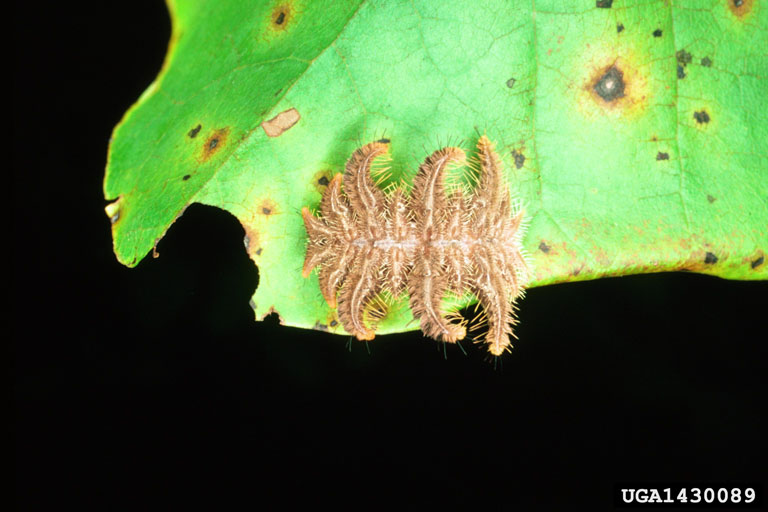 hag moth, Phobetron pithecium (Lepidoptera: Limacodidae) - 1430089