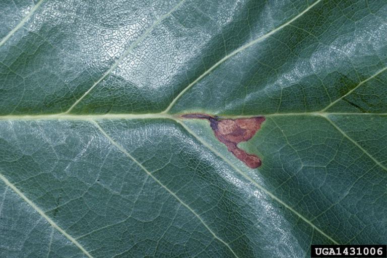 yellow poplar weevil (Odontopus calceatus)