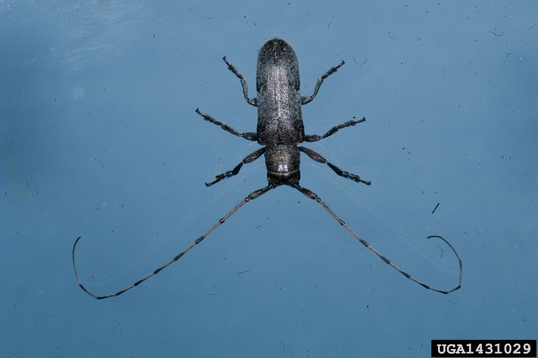 twig girdler (Oncideres cingulata)